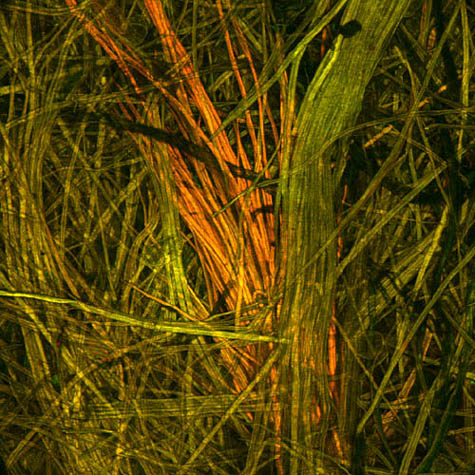 CJ Kazilek - Artwork - "Cattail Fiber Paper"