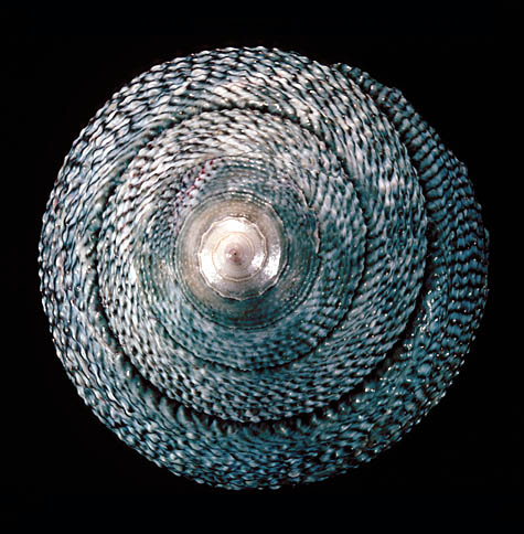 CJ Kazilek - Artwork - "Trochus lineatus lam"